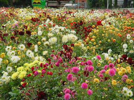 Blumenfeld - Erlebnishof Lahmann
