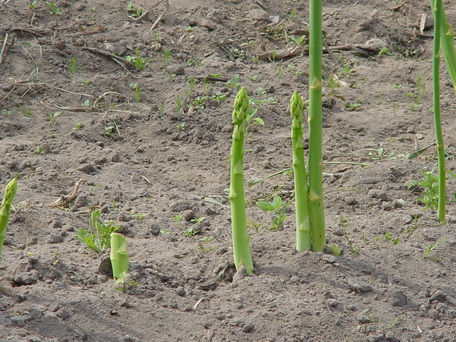 Spargel - Erlebnishof Lahmann